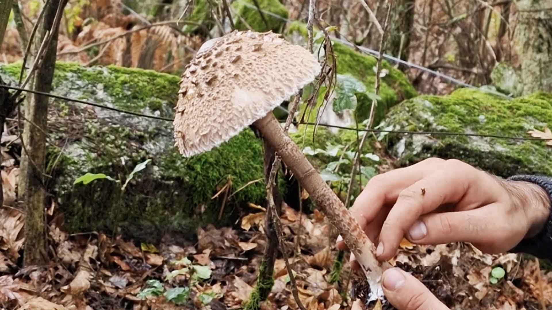 Certame Gastronómico do Míscaro em Aguiar da Beira já arrancou | Portal ...